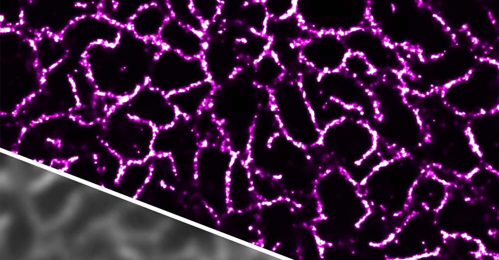 Tocris Bioscience | High Performance Life Science Reagents