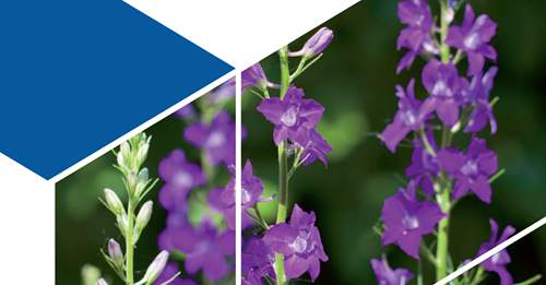 Tocris Bioscience | High Performance Life Science Reagents