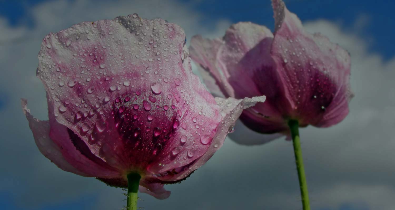 Tocris Bioscience | High Performance Life Science Reagents