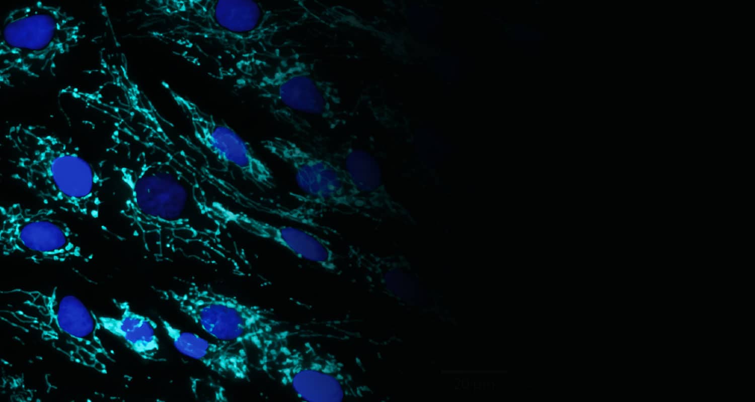 Tocris Bioscience | High Performance Life Science Reagents