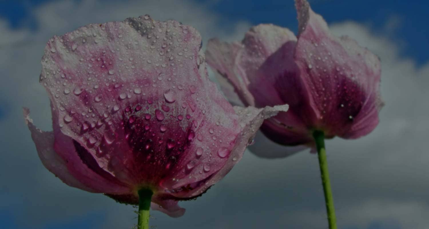 Tocris Bioscience | High Performance Life Science Reagents