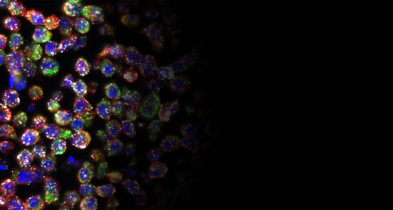 Tocris Bioscience | 高性能生命科学试剂